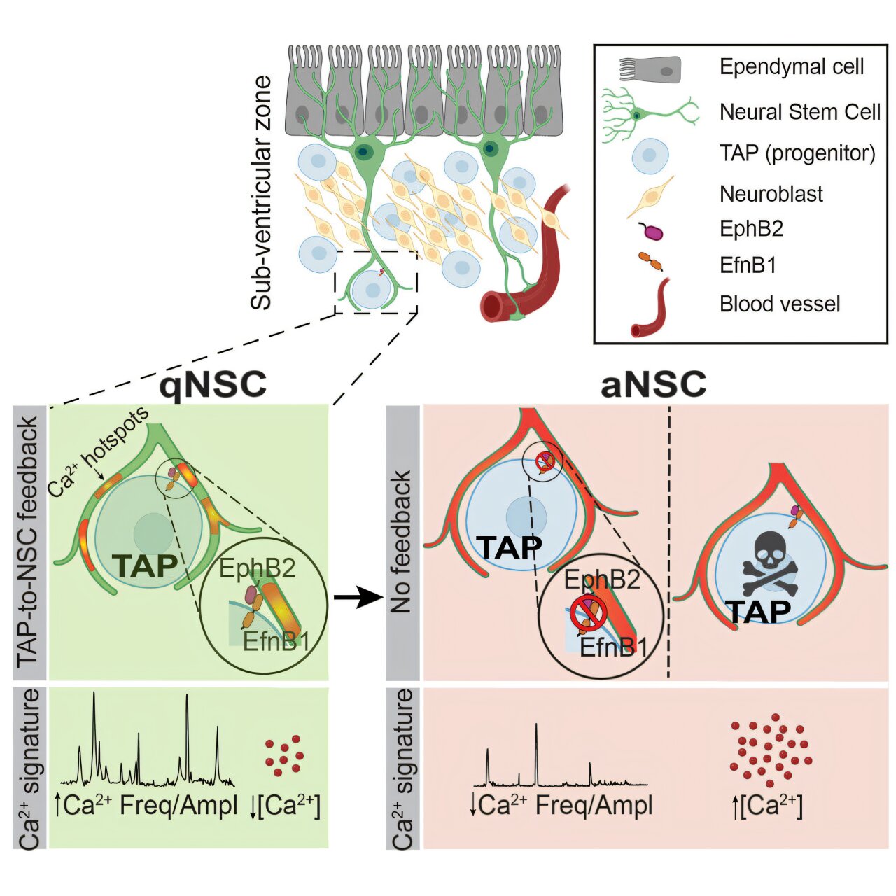 Study unveils new insights into how neural stem cells are activated in ...
