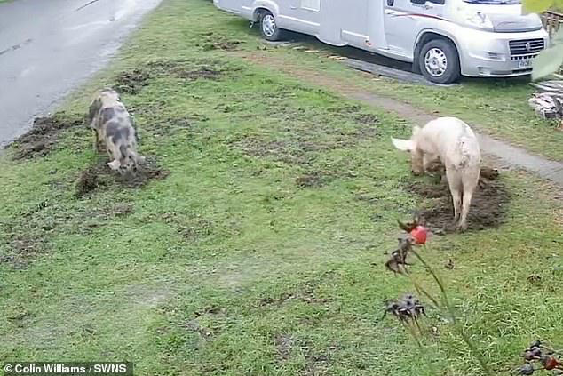 Runaway pigs escape as farmer's electric fence fails to keep them in