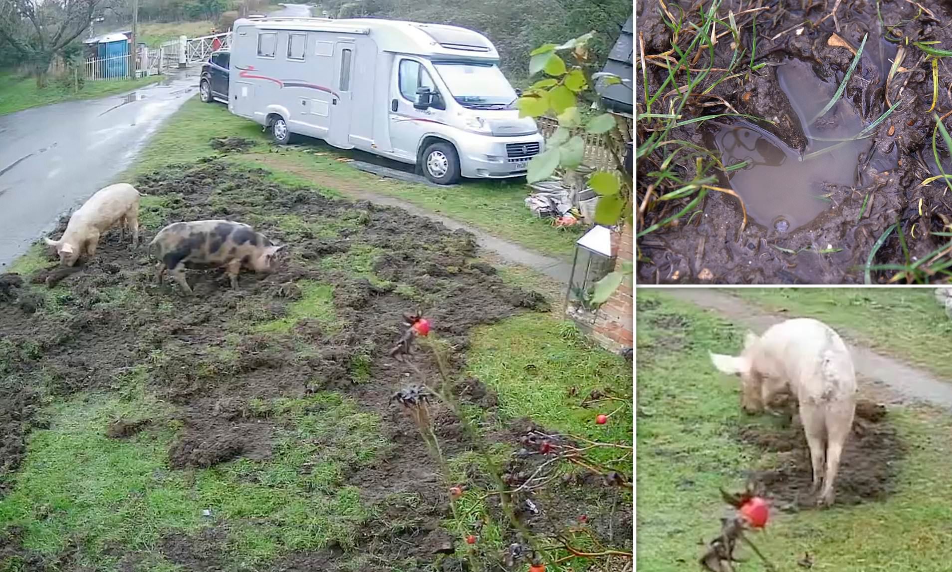 Runaway pigs escape as farmer's electric fence fails to keep them in