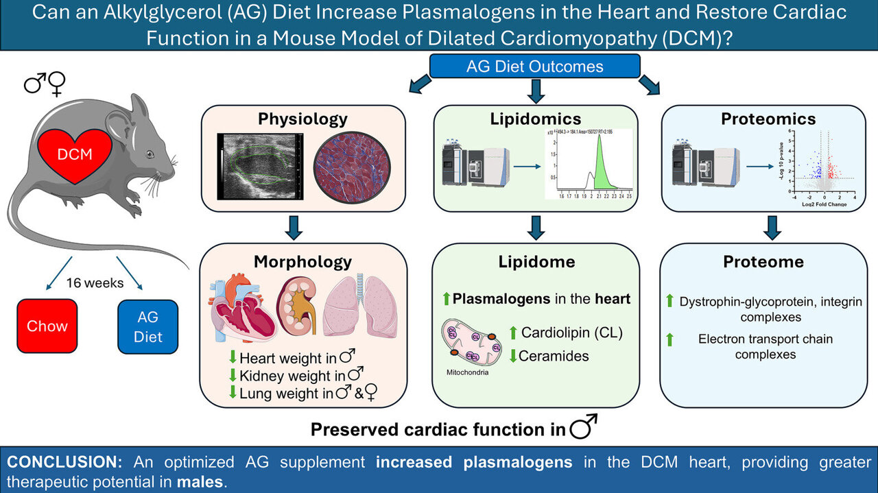 Dietary supplement shown to restore cardiac function