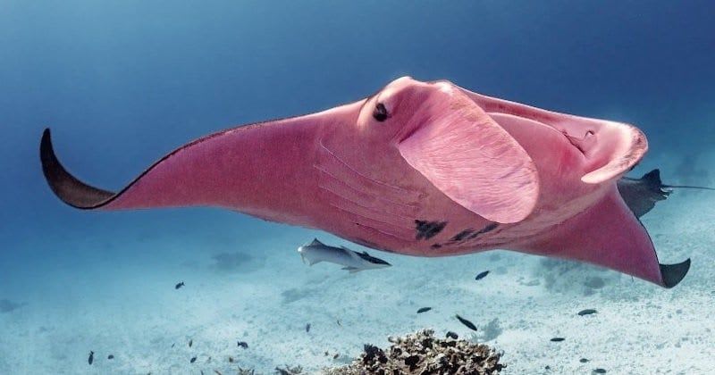 He photographs a unique pink manta ray in the world