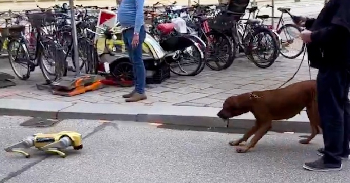 Real Dogs Were Introduced To Robo Dogs, And They Were Not At All Impressed