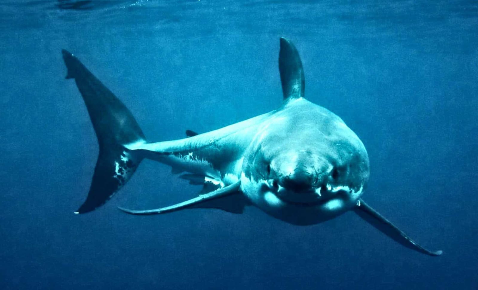 Once Thought to Be the Ocean’s Ultimate Predator, “Great White Sharks ...