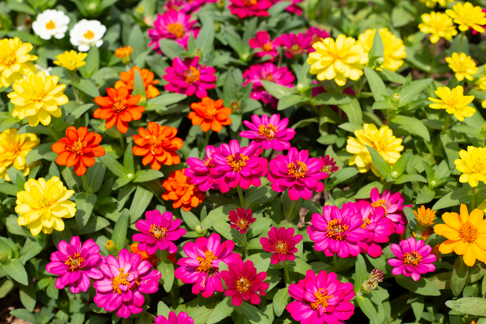 17 Low-Maintenance Flowers
