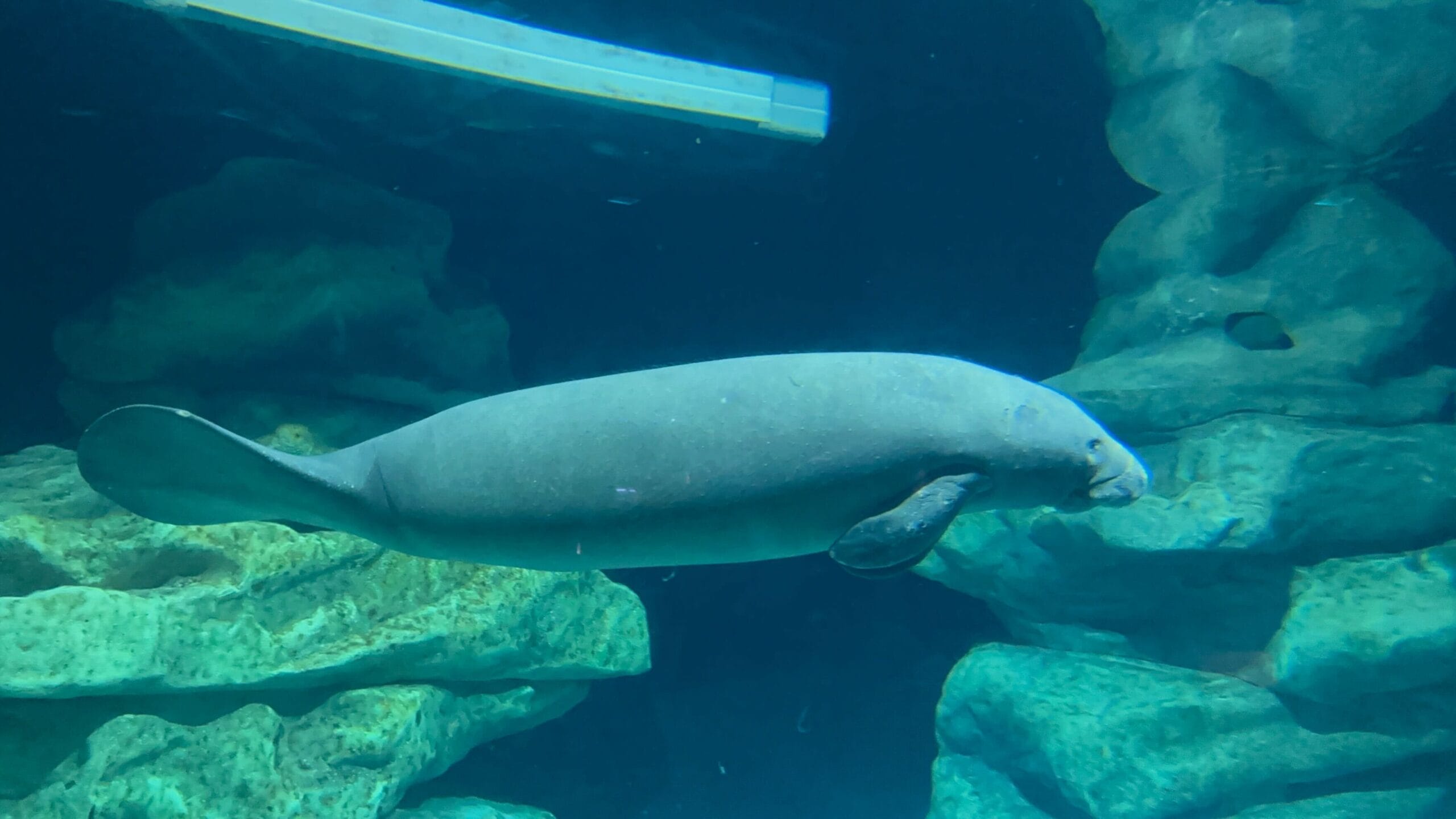 PHOTOS: New Manatees Arrive at EPCOT's The Seas