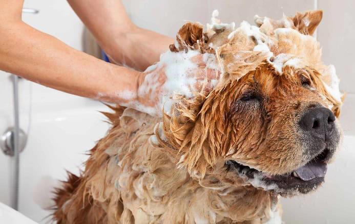 Experience the unmatched loyalty and beauty of a Chow Chow dog