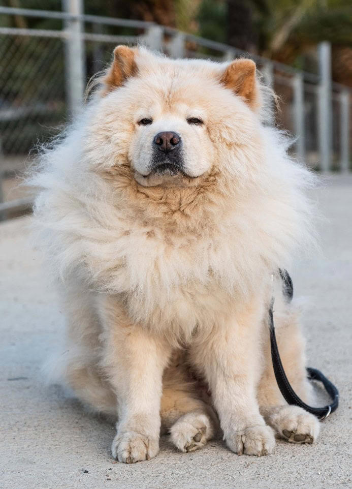 Experience the unmatched loyalty and beauty of a Chow Chow dog