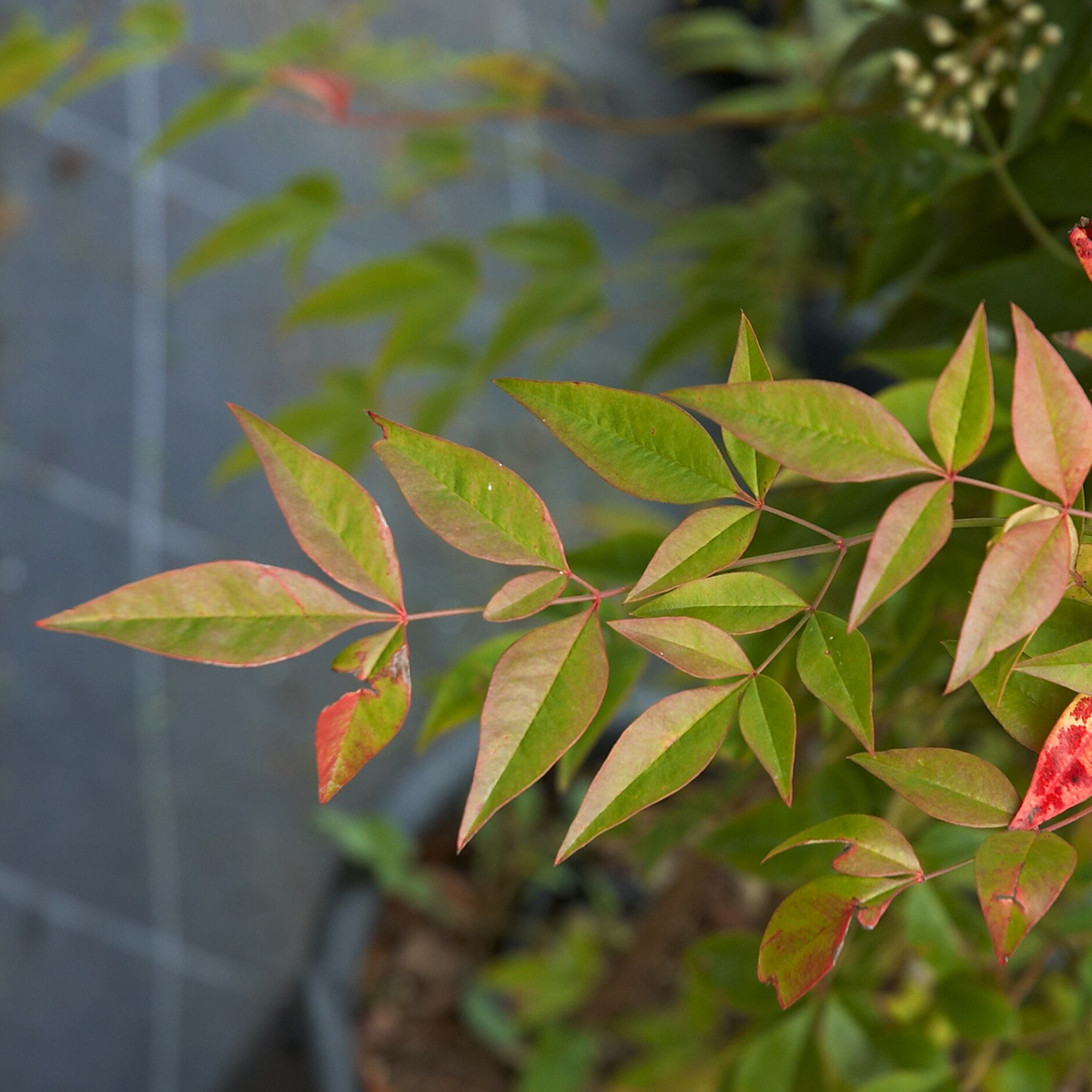 Florida’s Invasive Plant Problem Has a Simple Fix. Here’s What to Plant ...