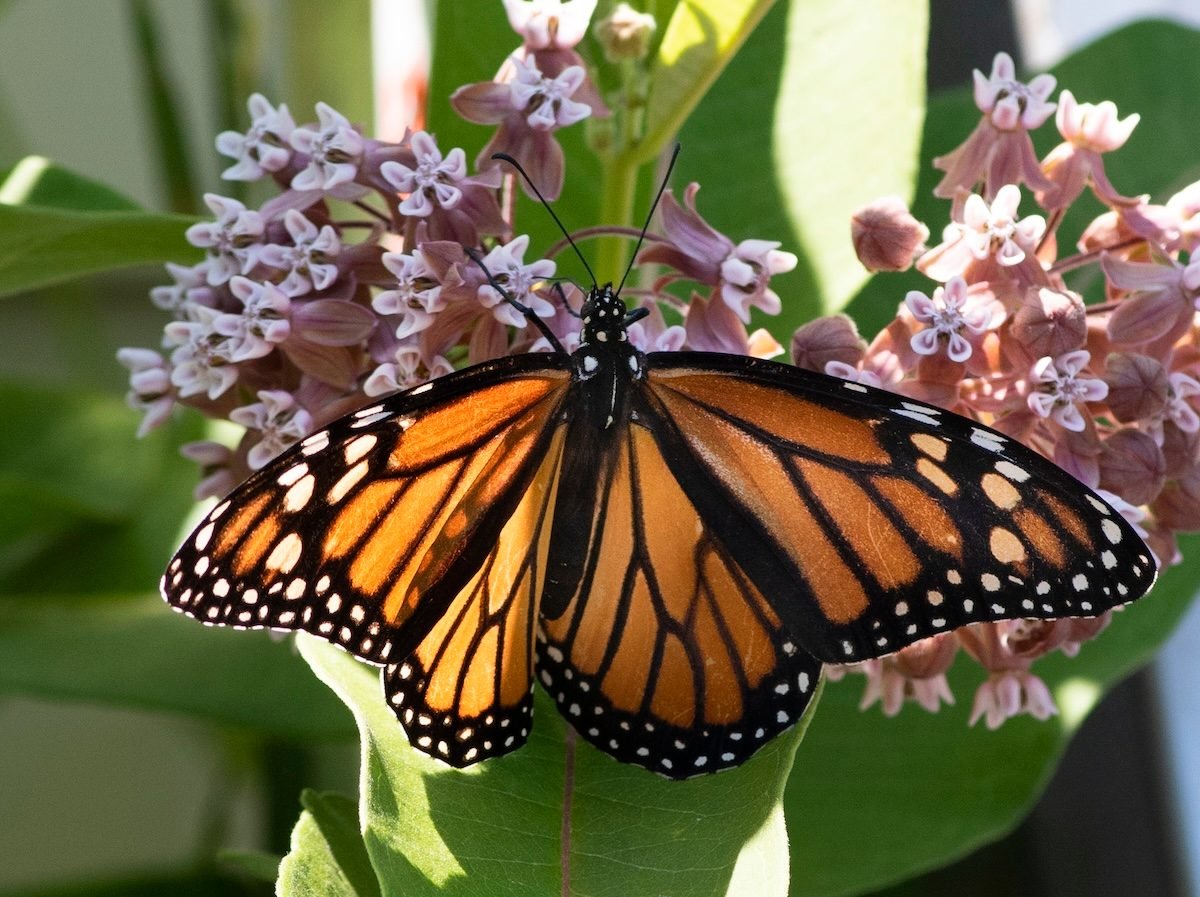 Monarch Butterfly Numbers Are Declining—But You Can Help