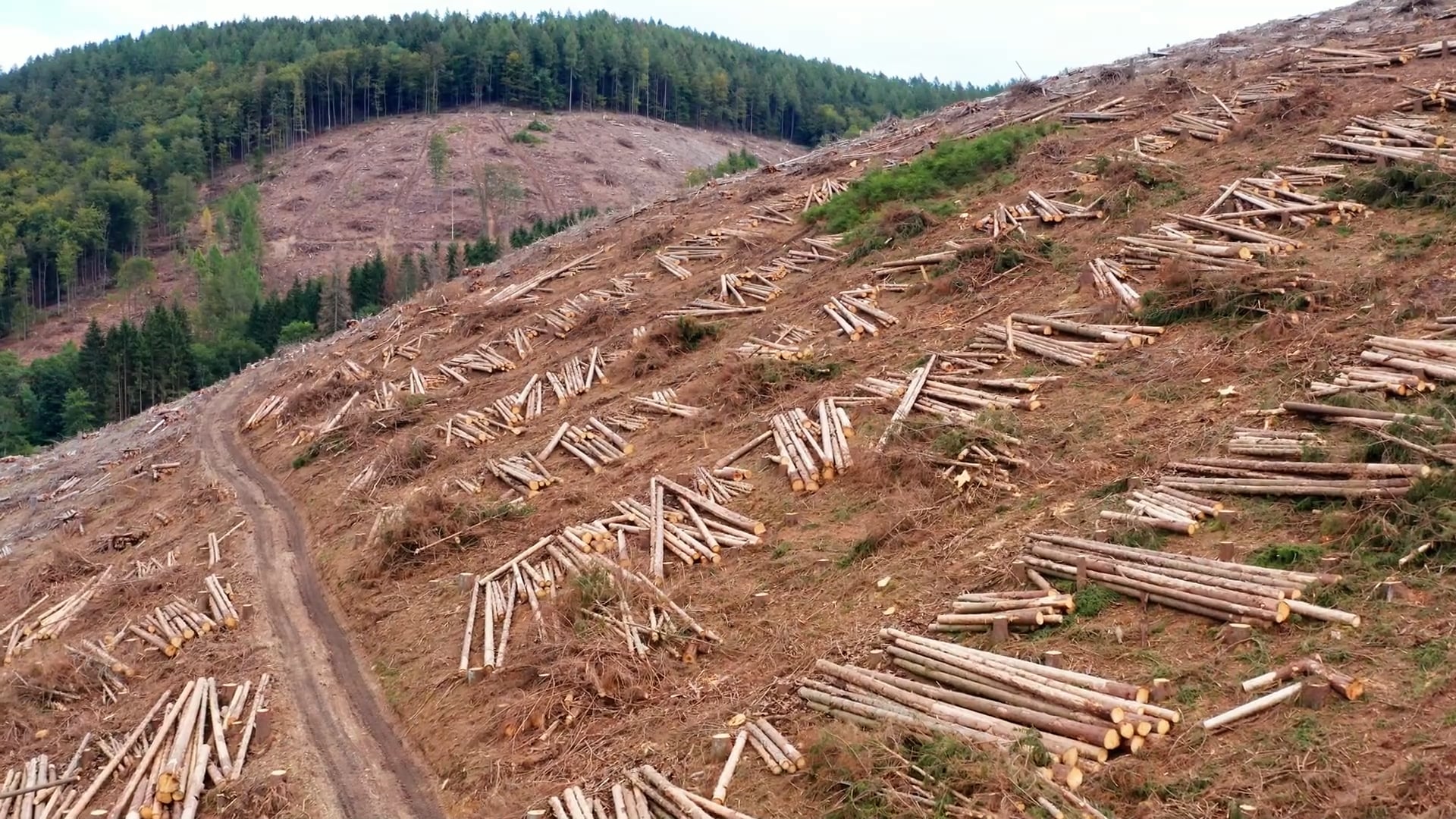 Green to Grey: Drone Views of Rainforest Deforestation