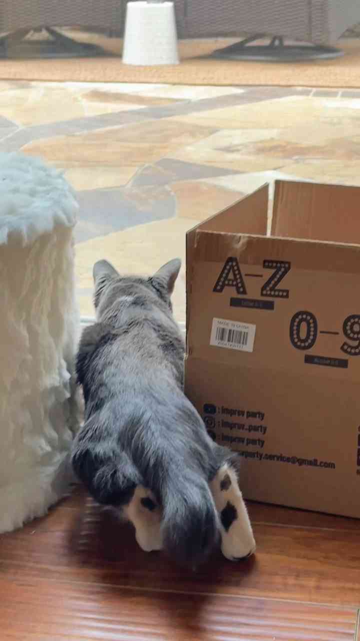 Curious Cat Stalks a Bird from Indoors