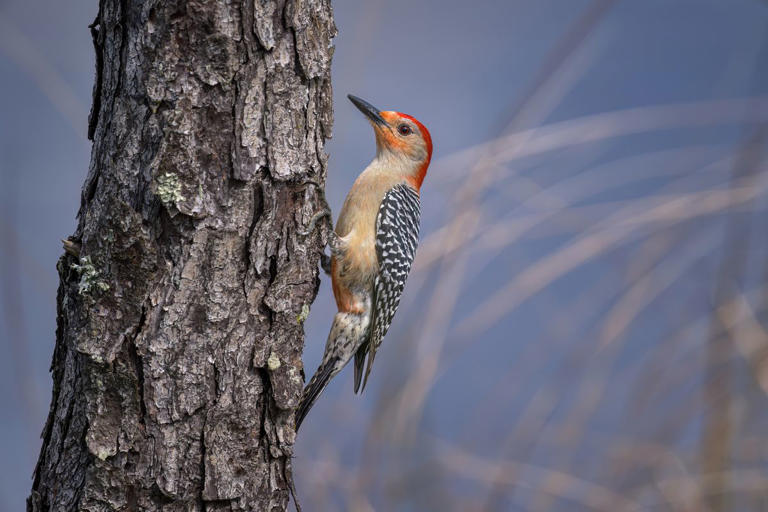 The Great Backyard Bird Count of 2025 is Coming. Are You Ready?