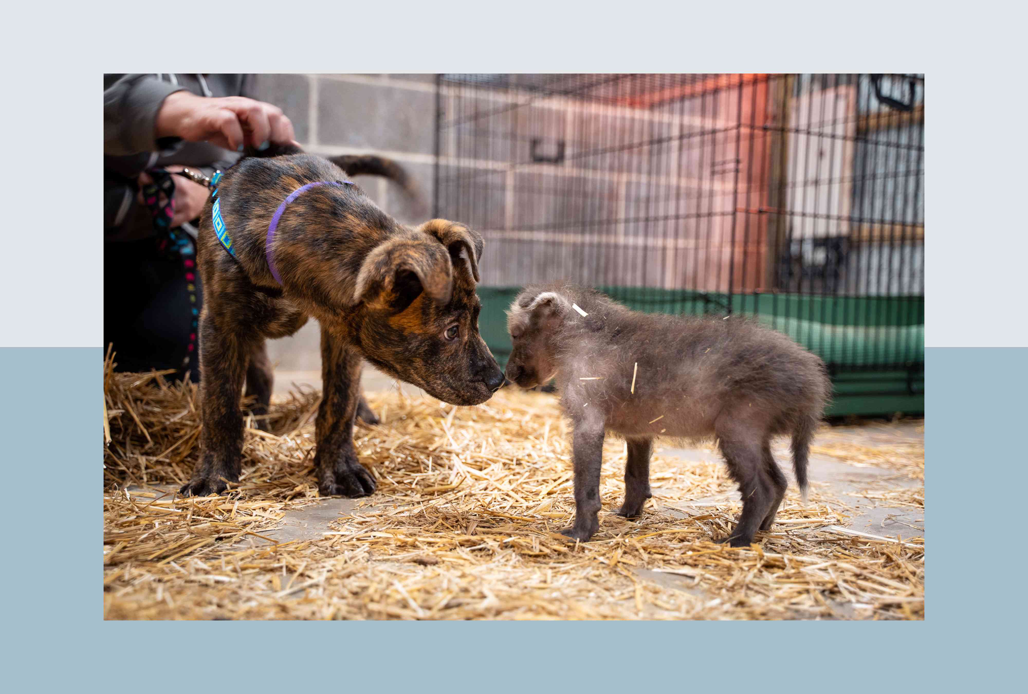Orphaned Wolf and Shelter Dog Form a Heartwarming Bond at Kansas Zoo ...