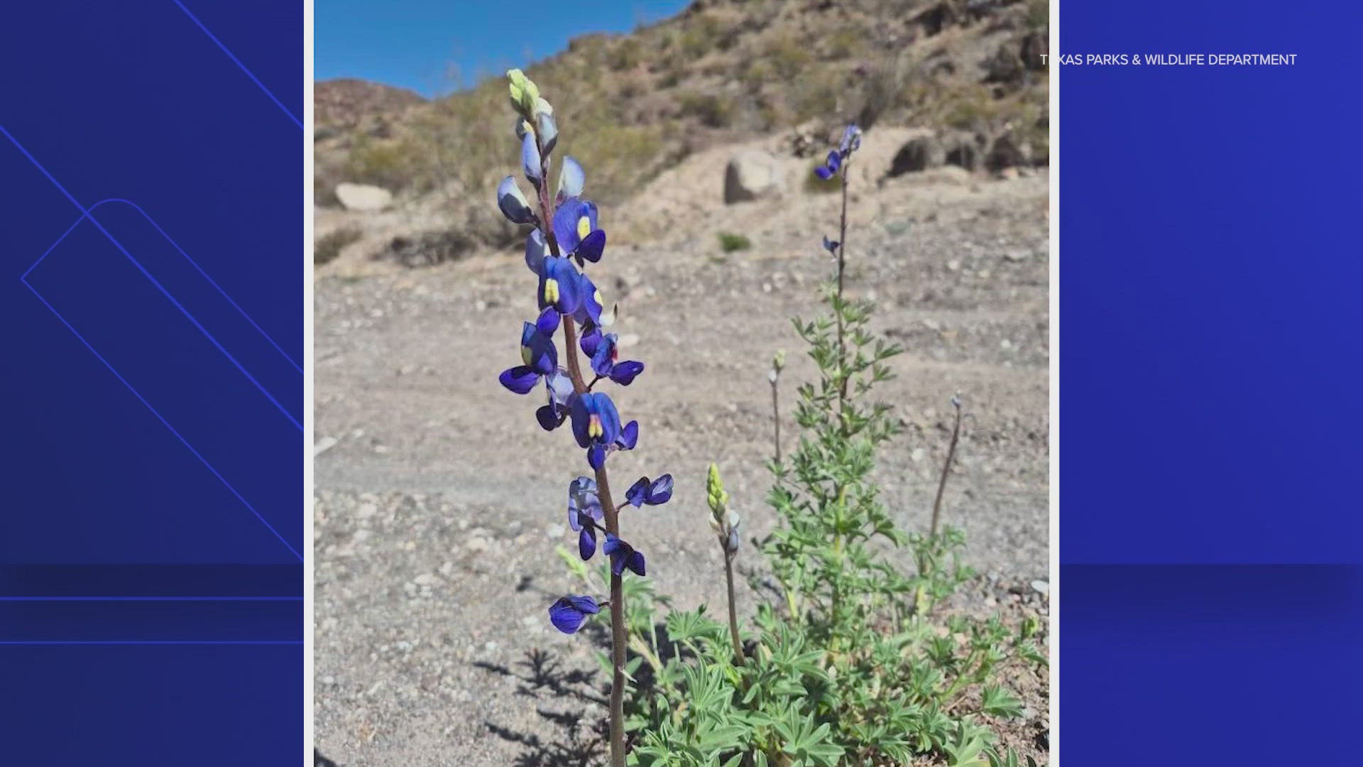 Texas bluebonnets are in bloom