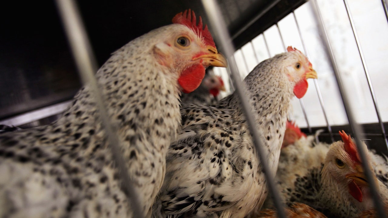 High egg prices lead people to start buying chickens: Why are eggs so ...