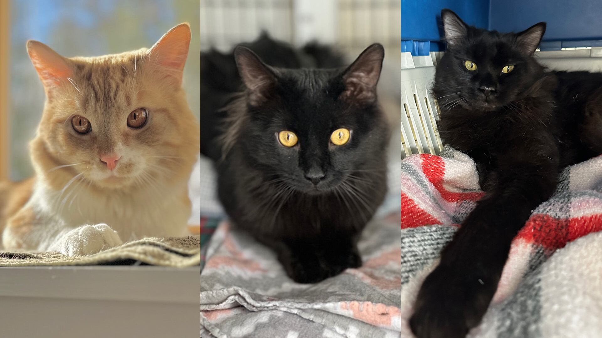 Pets with Potential: Ellis, Reed and Rex