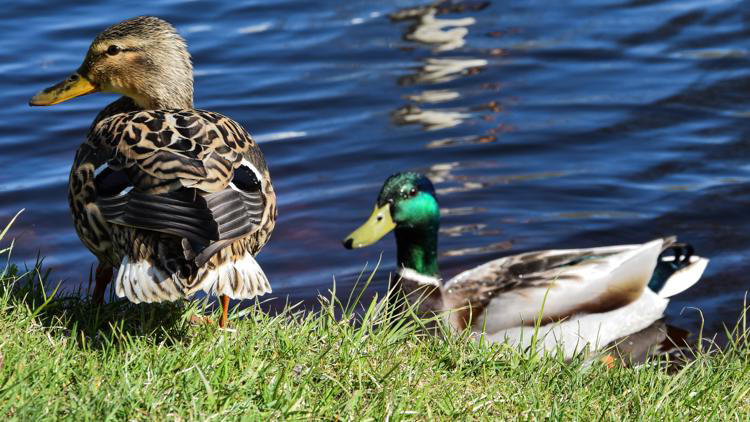 Arkansas could soon have an official state duck