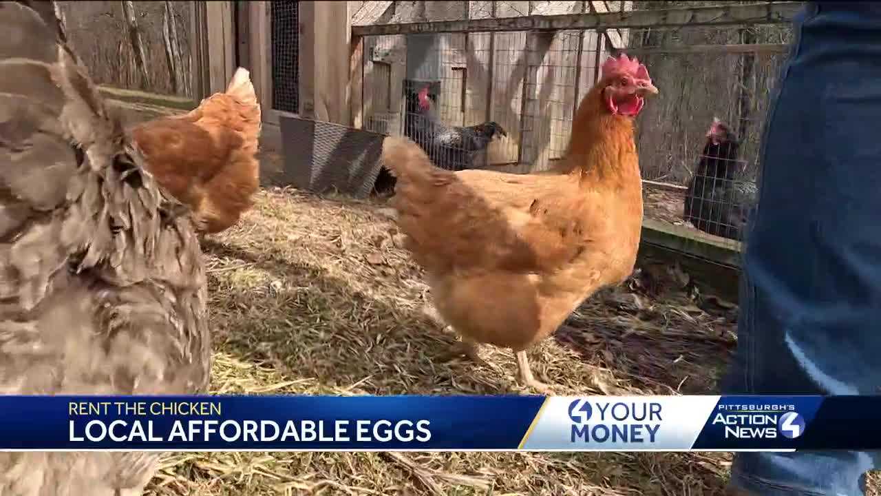 Local company lets you Rent The Chicken as alternative to buying eggs ...