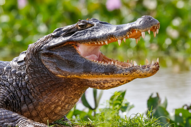 Sinuses Were What Held Prehistoric Crocodiles Back From Being Deep ...