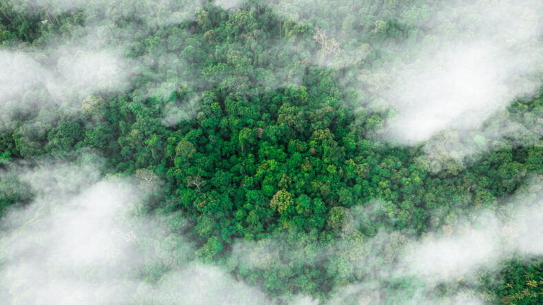 It Turns Out This Mass Extinction Event In A Tropical Cloud Forest ...