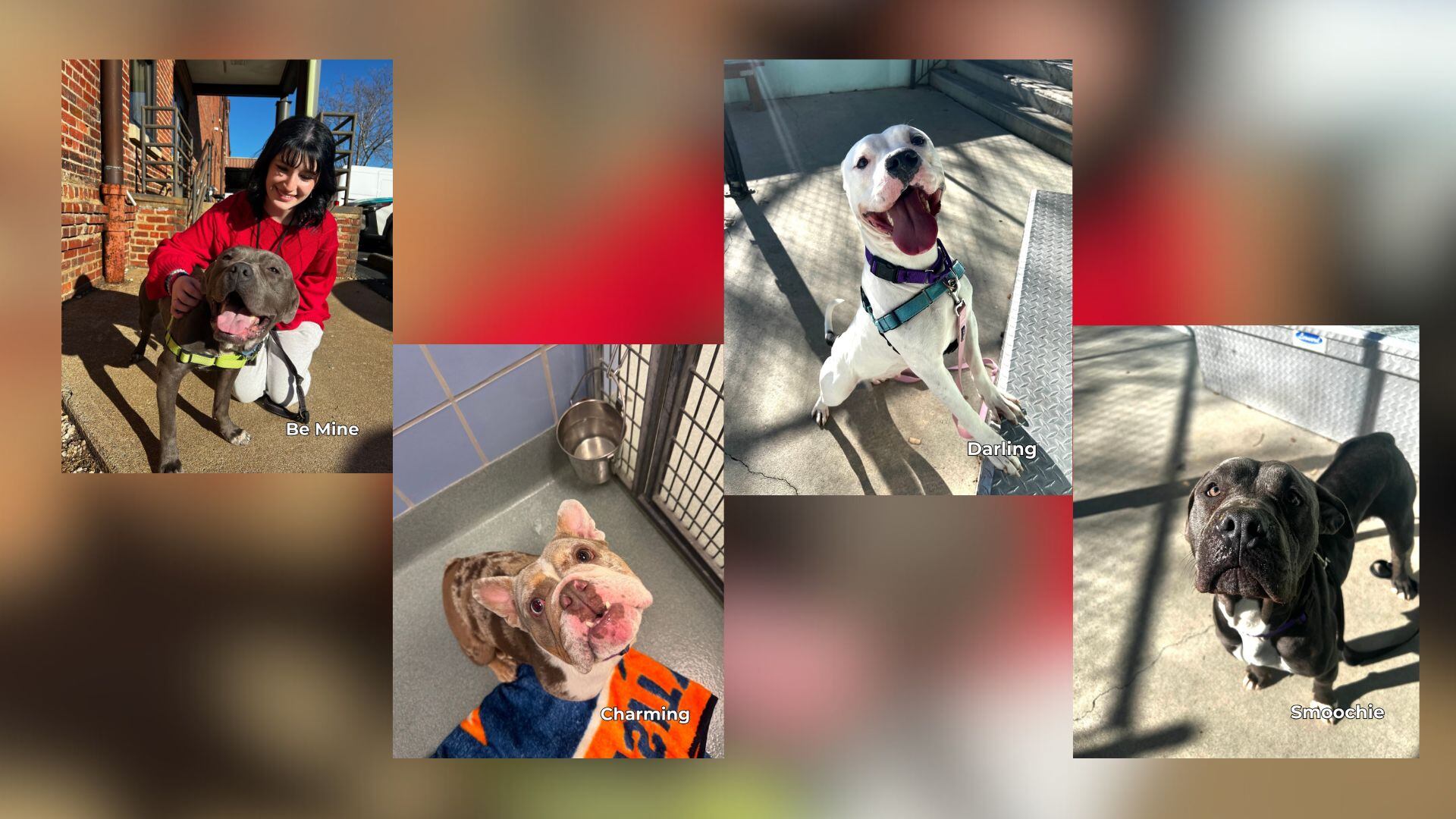 Dogs displaced from LA wildfires available for adoption at Richmond SPCA
