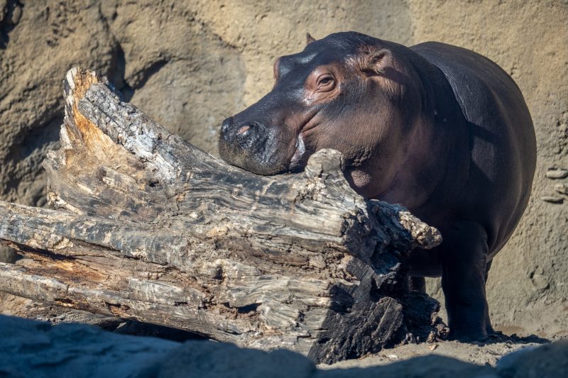 Cincinnati Zoo hippo picks winner of Super Bowl LIX