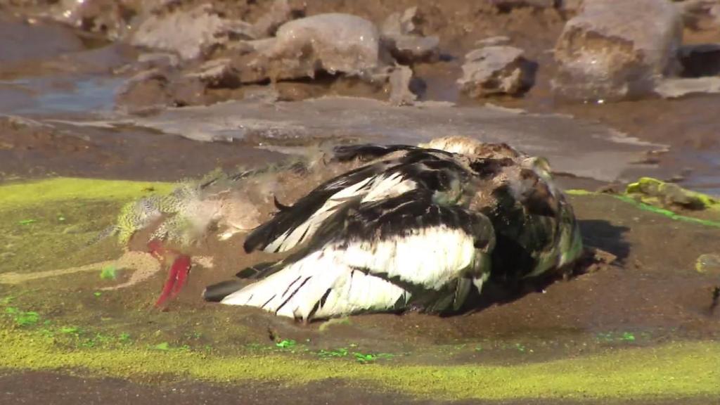 Dozens of dead ducks wash up on beach in Whiting, Indiana, raising ...