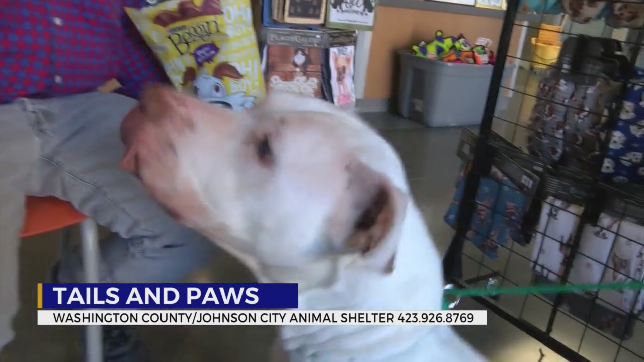 Tails and Paws for Friday, February 7, 2025