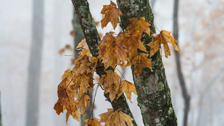 Why Do Some Trees Not Lose Their Leaves During Winter?
