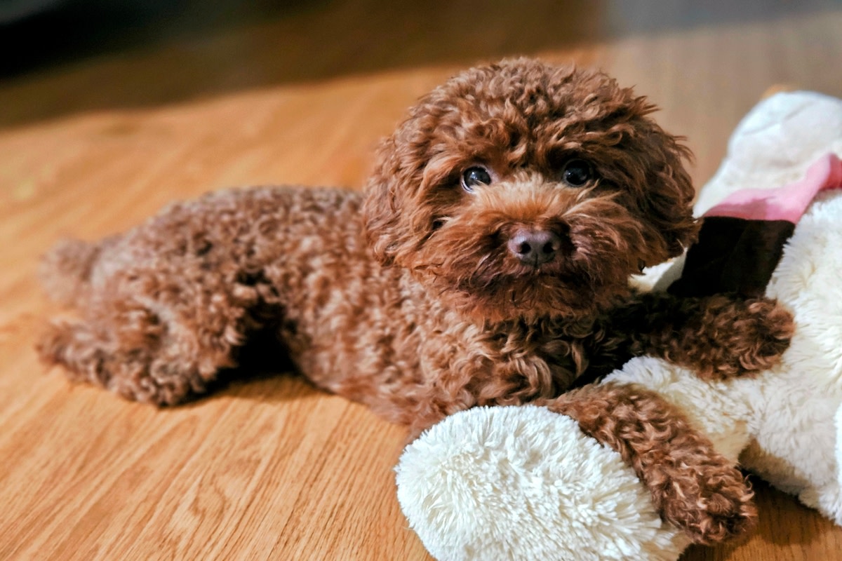 Toy Poodle’s Hilarious Meltdown Over Stuffies’ 'Spa Day' Leaves ...
