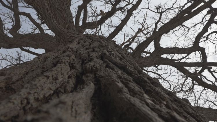 Expert says Minnesota's trees are desperate for snow