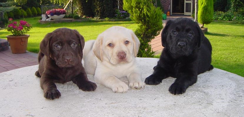 Labrador Retriever: Características, Cuidados y Todo lo que Debes Saber