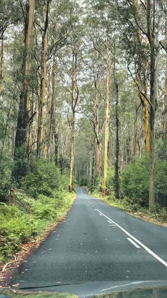 Exploring Scenic Forests and Coastal Wonders