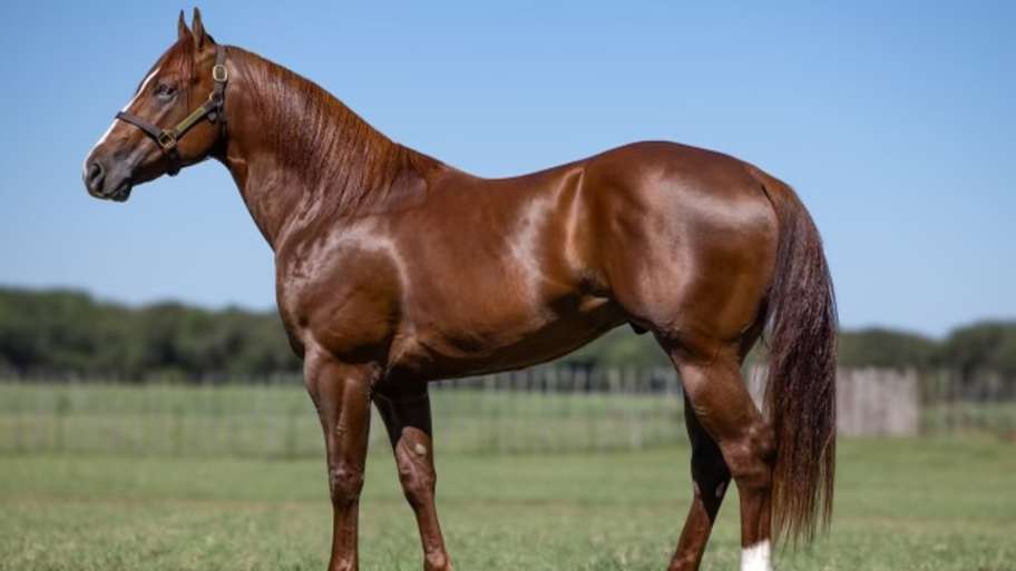 A 25 Year Journey: Highpoint Performance Horses 2025 Futurity Standout