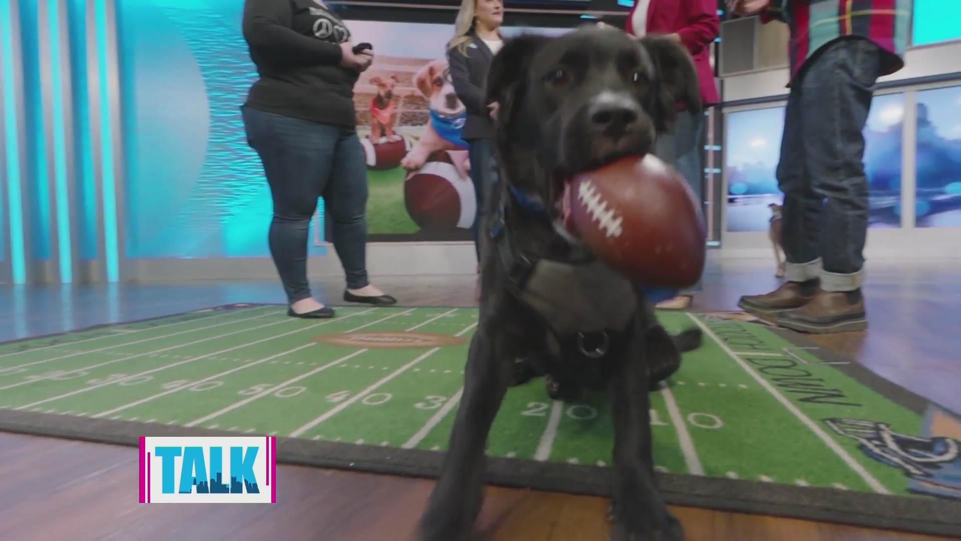 PAWS Across Pittsburgh and Animal Friends gearing up for the busy ...