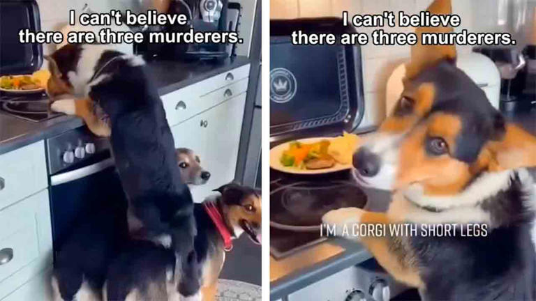 525-pound bear found in crawl space of home in Altadena that survived ...