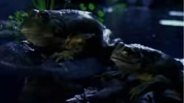 Whatever Happened To Budweiser's Beloved Frogs?