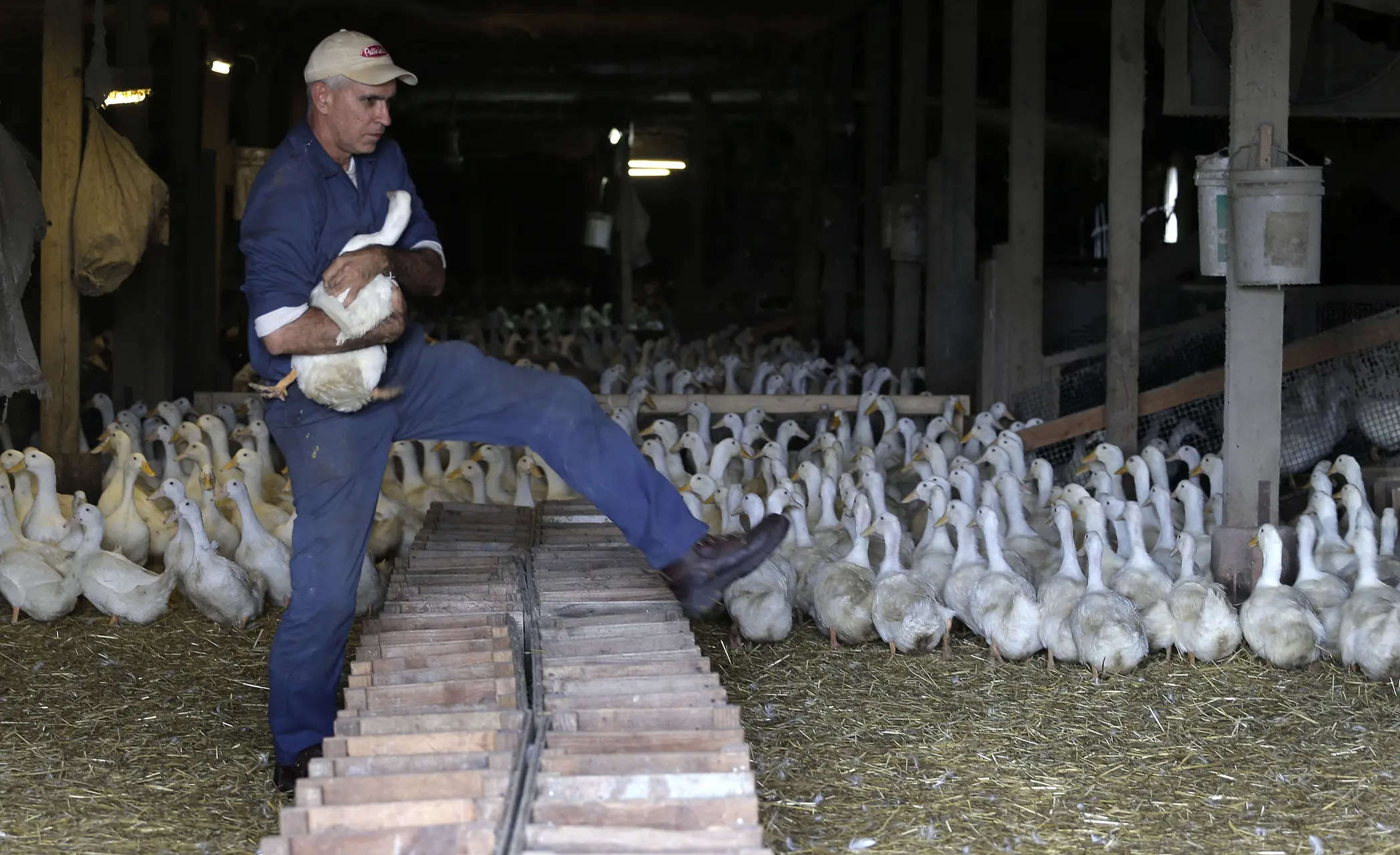 Bird Flu alert in US: Poultry, live bird markets in New York, Long ...