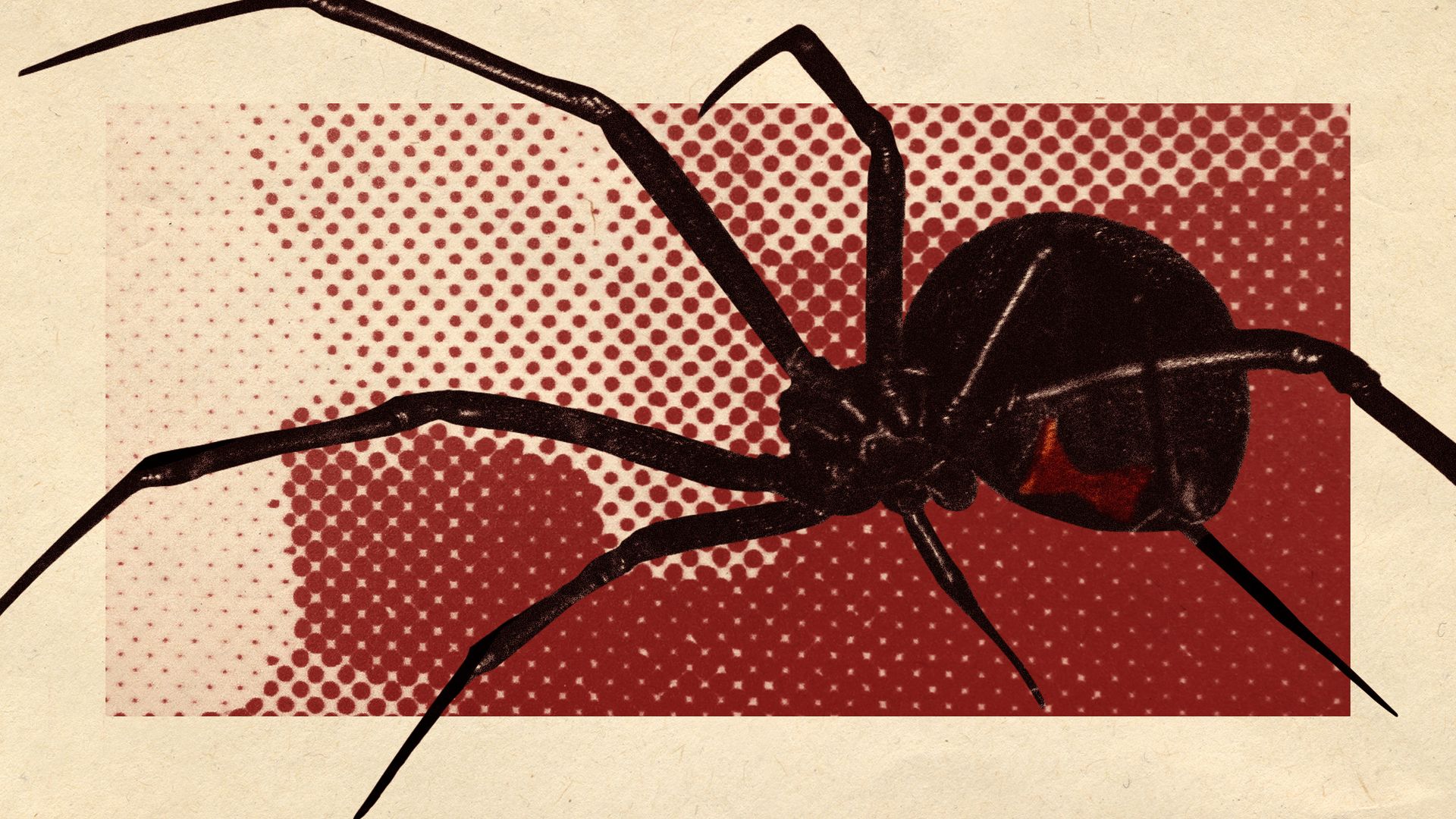 5 of the scariest spiders in existence