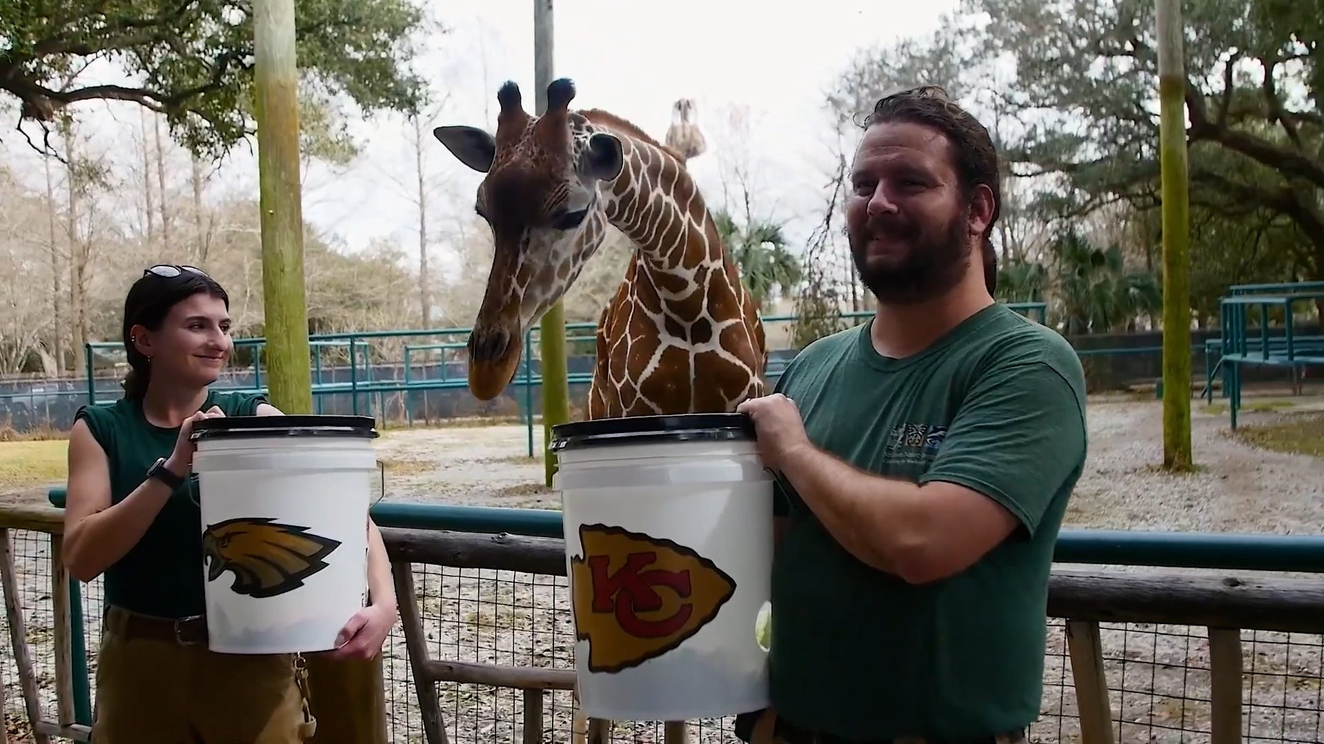 Super Bowl LIX: Watch zoo animals pick between Eagles and Chiefs