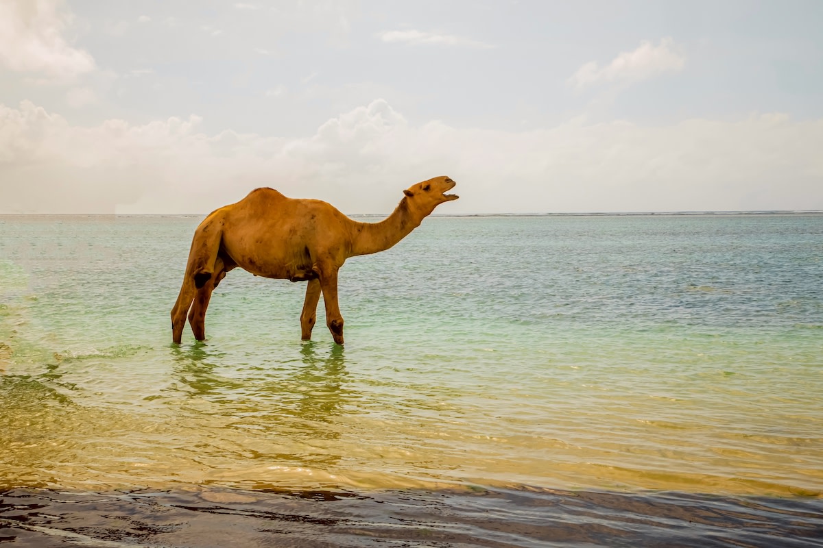 Rare Video of Camel Playing in Ocean Waves to Cool Off Is Awe-Inspiring
