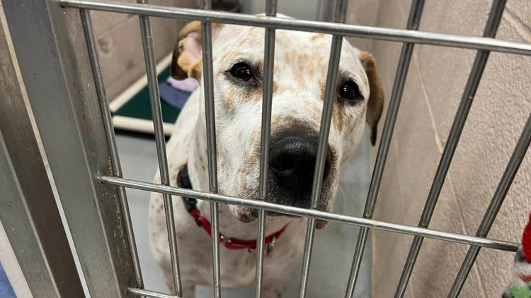 More stray, surrendered dogs enter Multnomah County animal shelter in ...