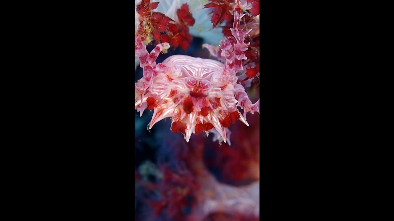 Candy Crab Hides In Coral