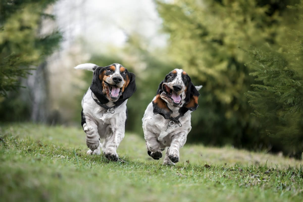 Dog Trainer Reveals #1 Reason Pups Fail at Recall Training and It's ...