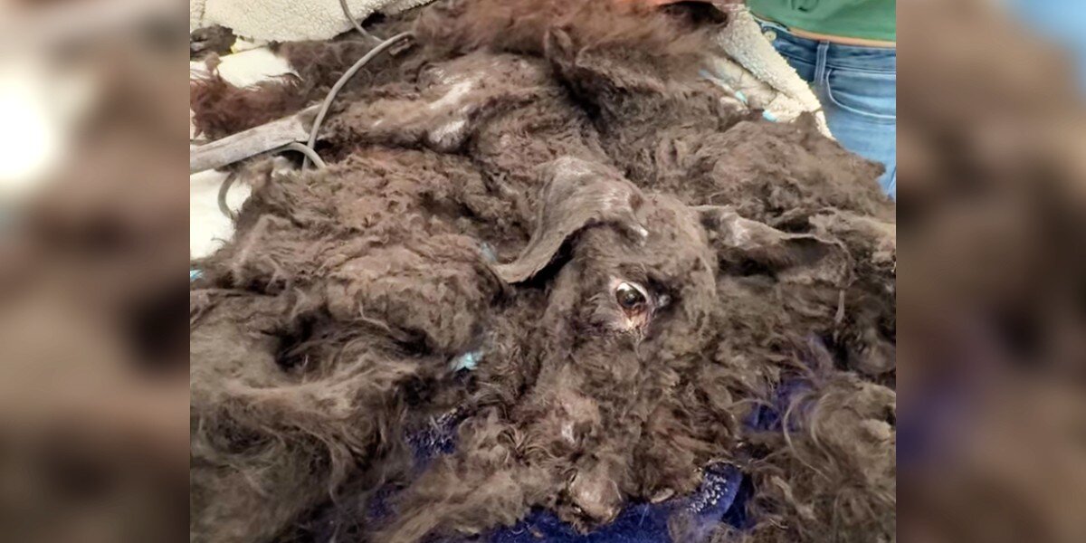 Rescuers Shave Pounds Of Fur Off Dog And Reveal Saddest Sight Underneath