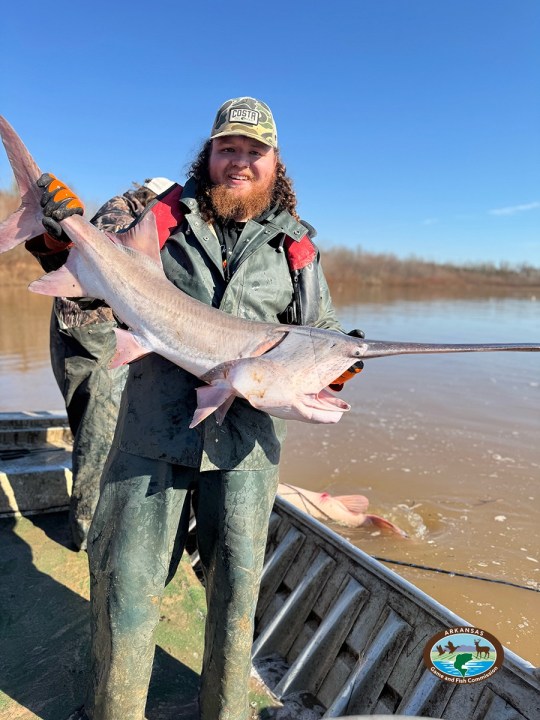 PHOTOS: Arkansas Game and Fish biologists net 7.5-foot long alligator ...