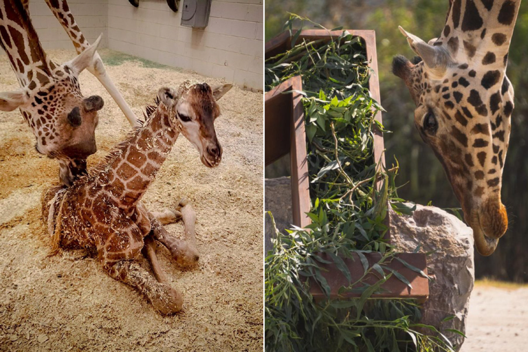 El Paso Zoo welcomes new giraffe, Maj. Gen. Greer’s funeral set, YISD ...