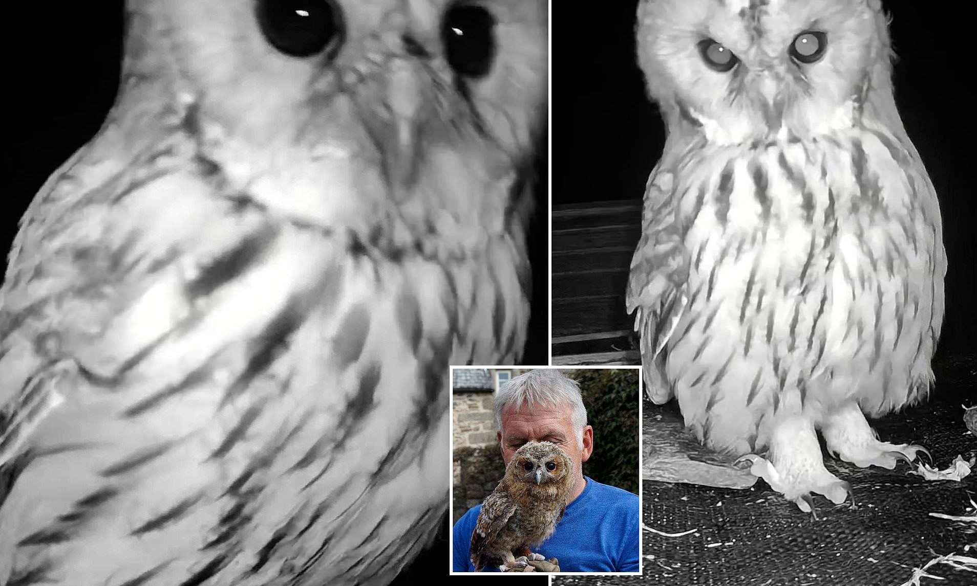 Adorable owl returns EVERY NIGHT to visit the man who saved its life