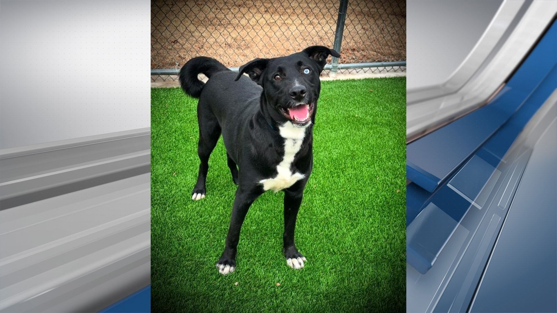 “Adopt” a dog without all the fuss at the Ardmore animal shelter