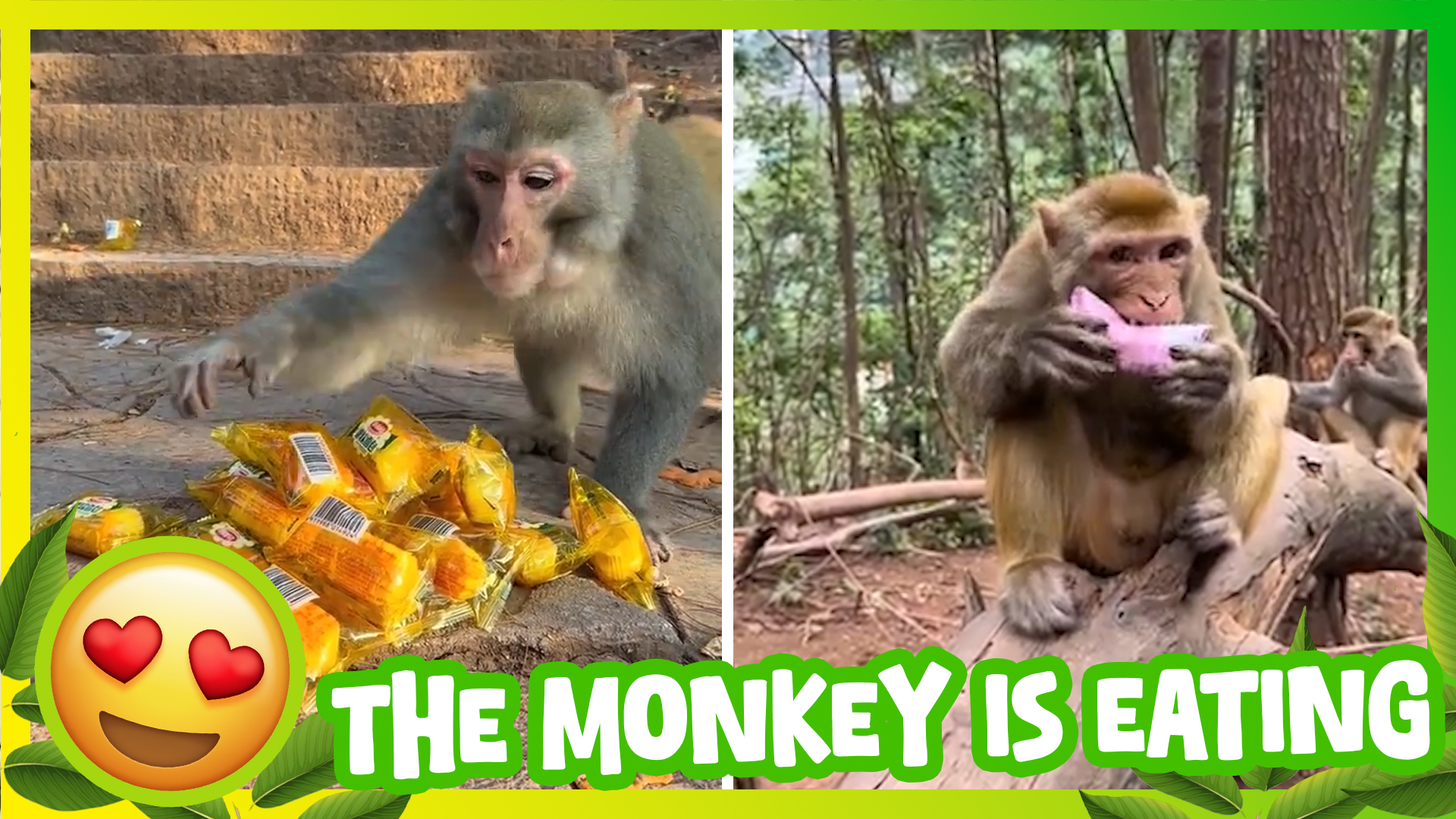 Hungry Monkey Eating: Funny and Adorable Monkey Mealtime Moments 🐒🍌